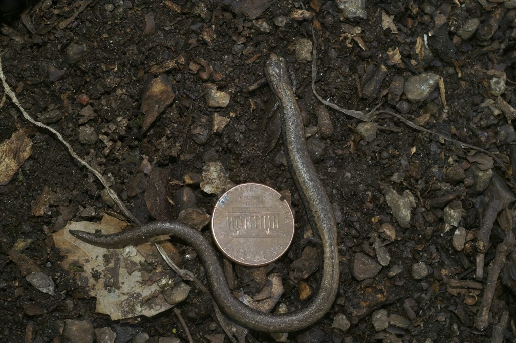 Quelles sont les différences entre les techniques de peinture à l’huile et à l’acrylique ...